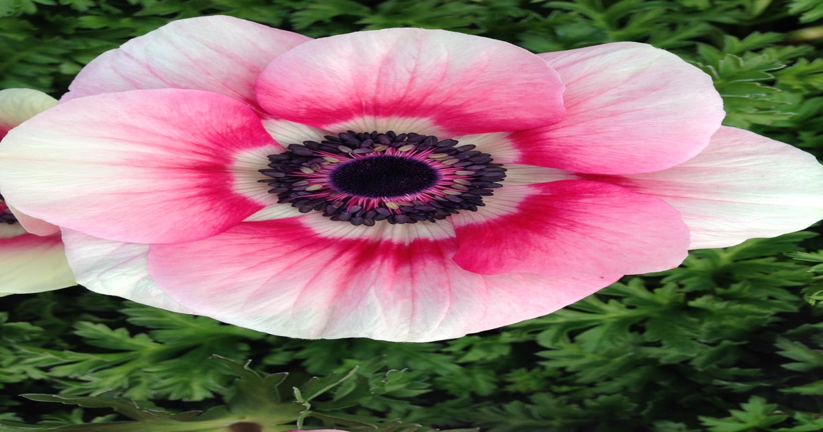 Anemone | Premier Color Nursery